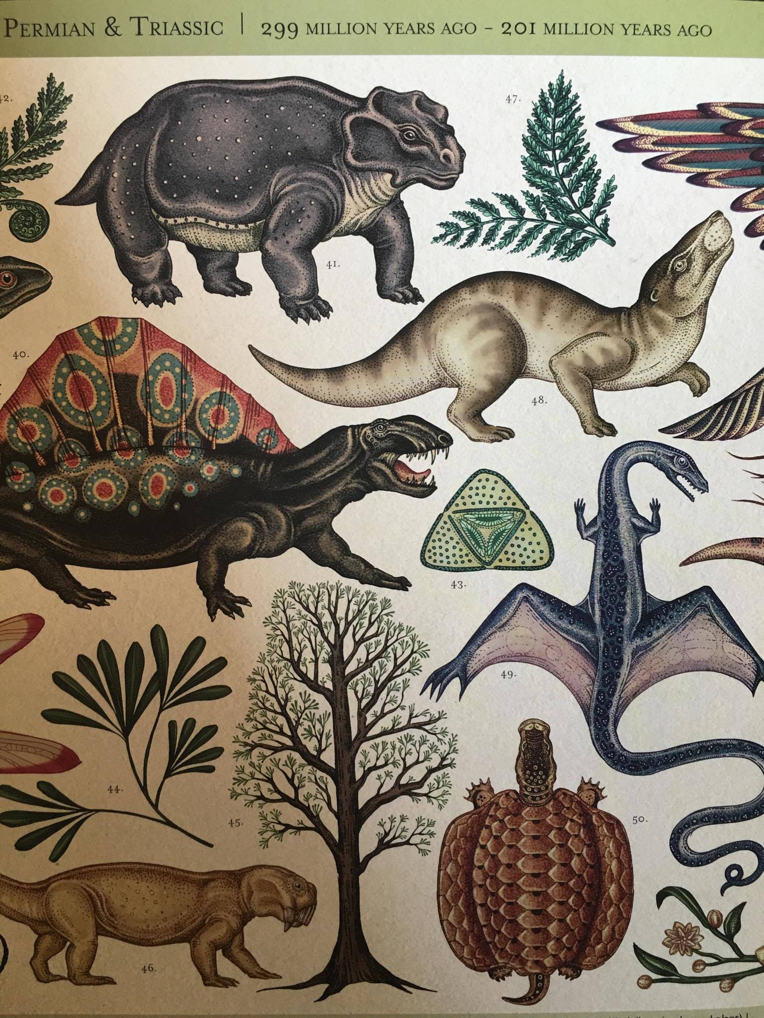 ÉVOLUTION DES PLANTES SUR TERRE - Le Chemin de la Nature