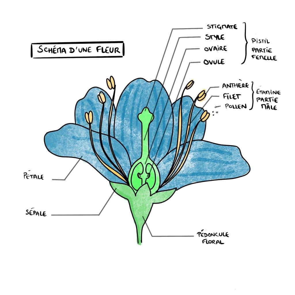 Les fleurs : des organes reproducteurs ! - Le Chemin de la Nature