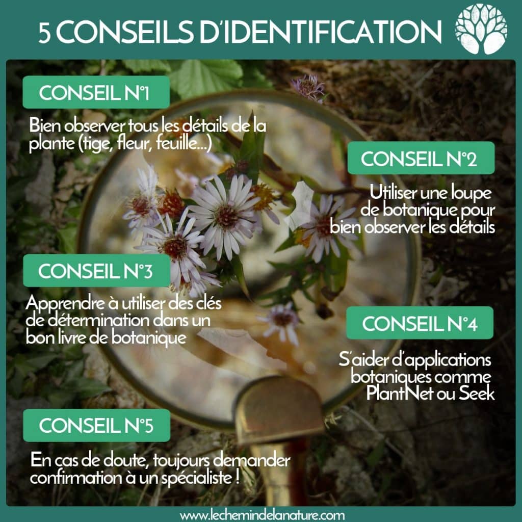 Règles et précautions pour la cueillette de plantes sauvages - Le ...