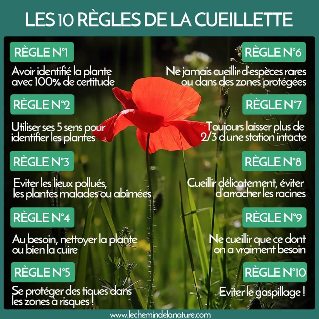 Règles et précautions pour la cueillette de plantes sauvages - Le ...