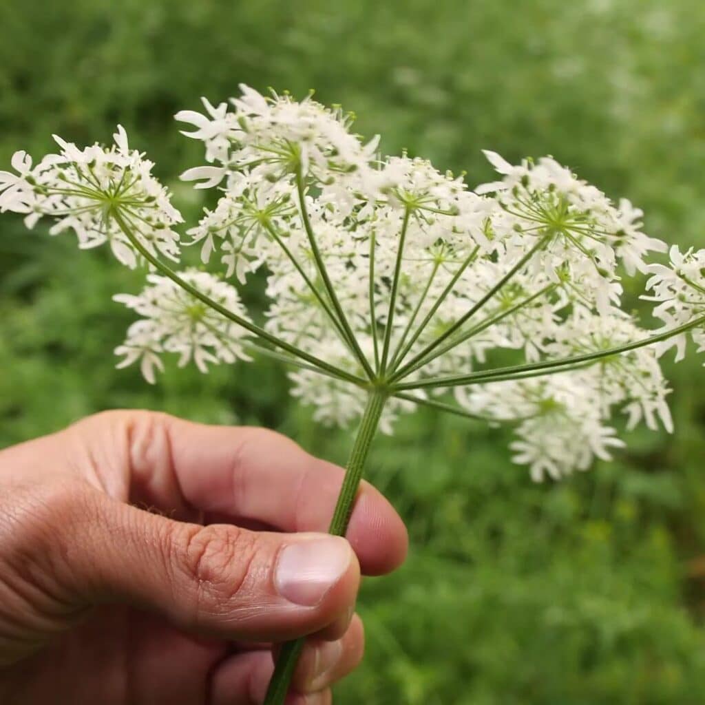 La berce, une plante sauvage délicieuse - Le Chemin de la Nature