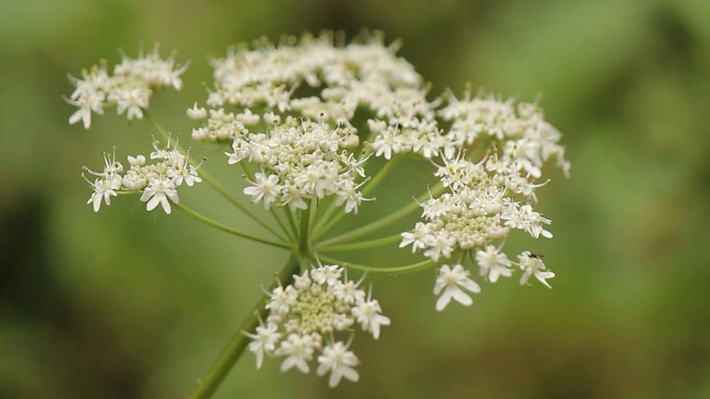 La berce, une plante sauvage délicieuse - Le Chemin de la Nature