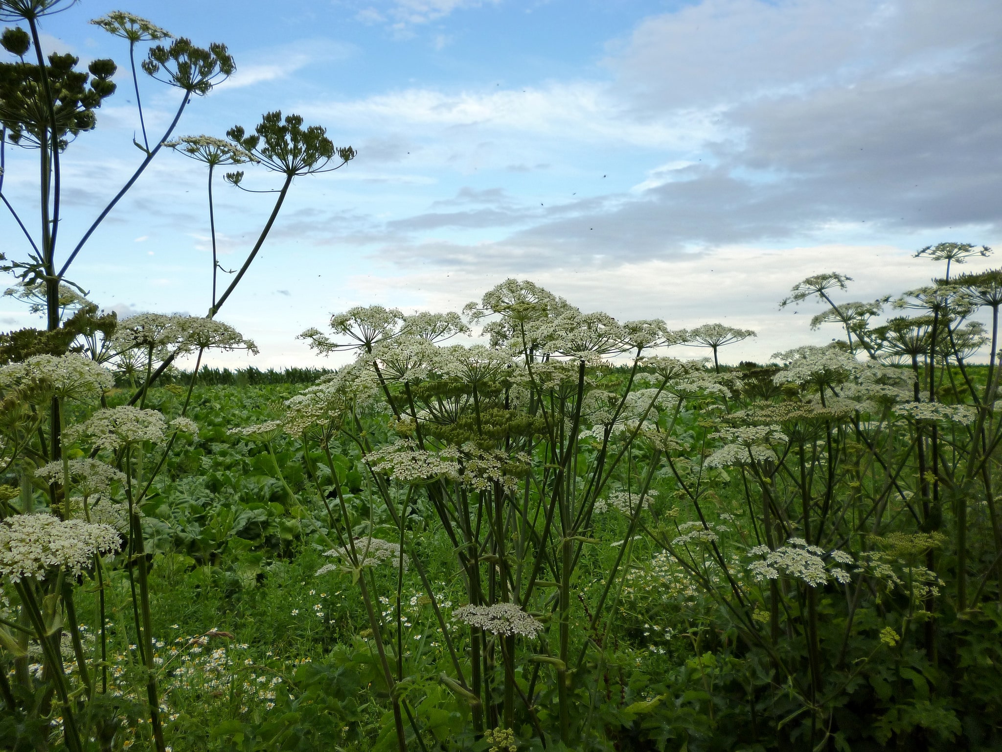 La berce, une plante sauvage délicieuse - Le Chemin de la Nature