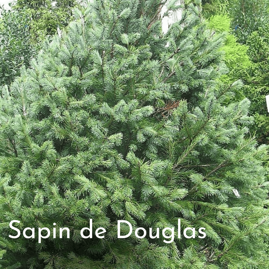 Le sapin de Douglas : un arbre à succès - Le Chemin de la Nature