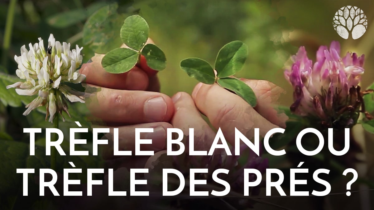 Trèfle blanc ou trèfle des prés ? - Le Chemin de la Nature