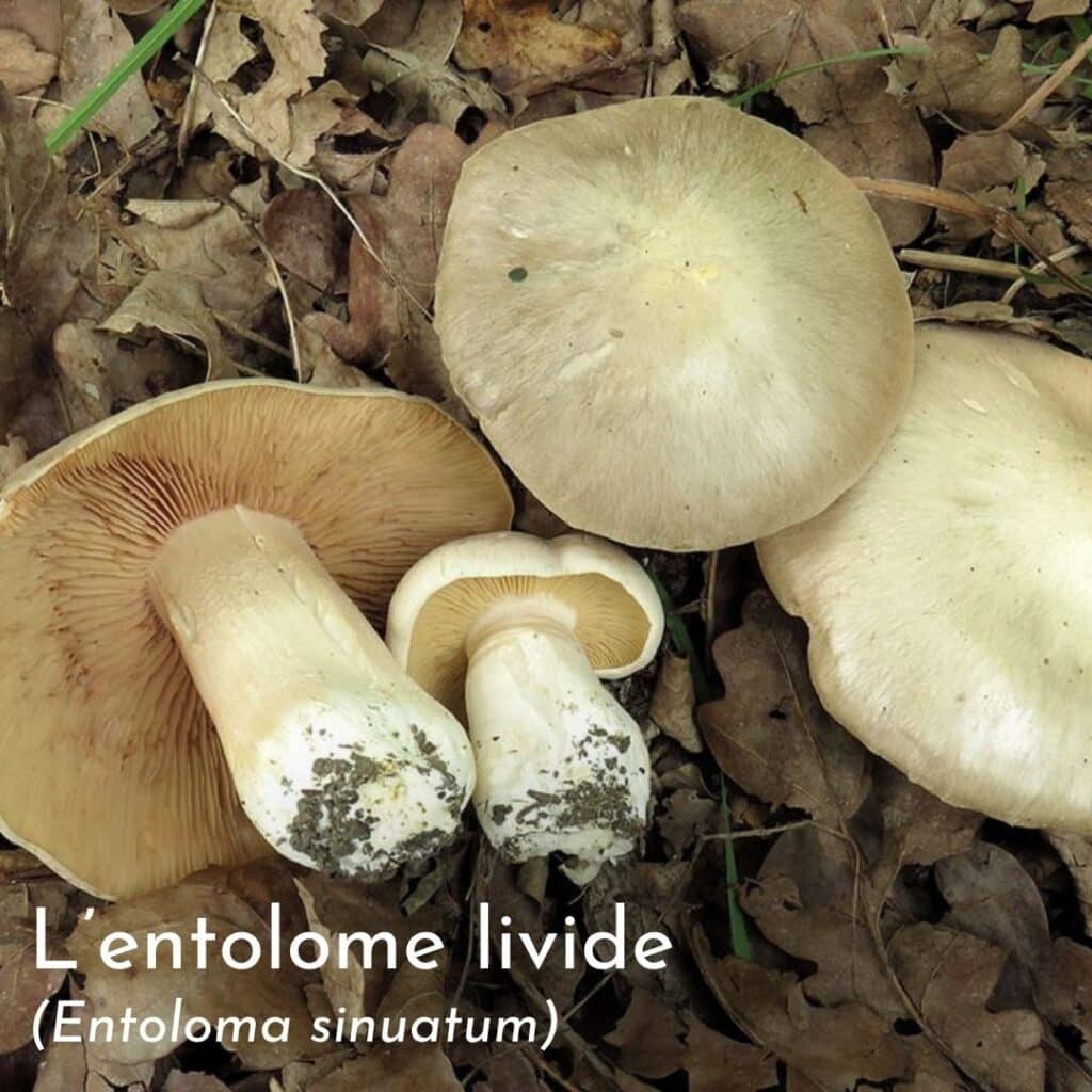 Le tricholome de la Saint-Georges, champignon de printemps - Le Chemin ...