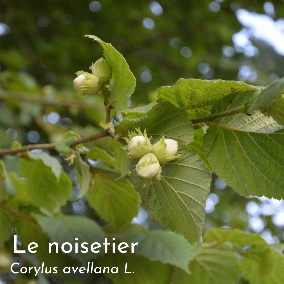 5 arbres comestibles et médicinaux d'hiver - Le Chemin de la Nature