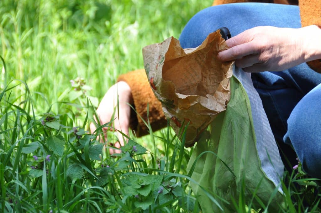 Mettons la cueillette sauvage à l'honneur lors de la Fête de la Nature ...