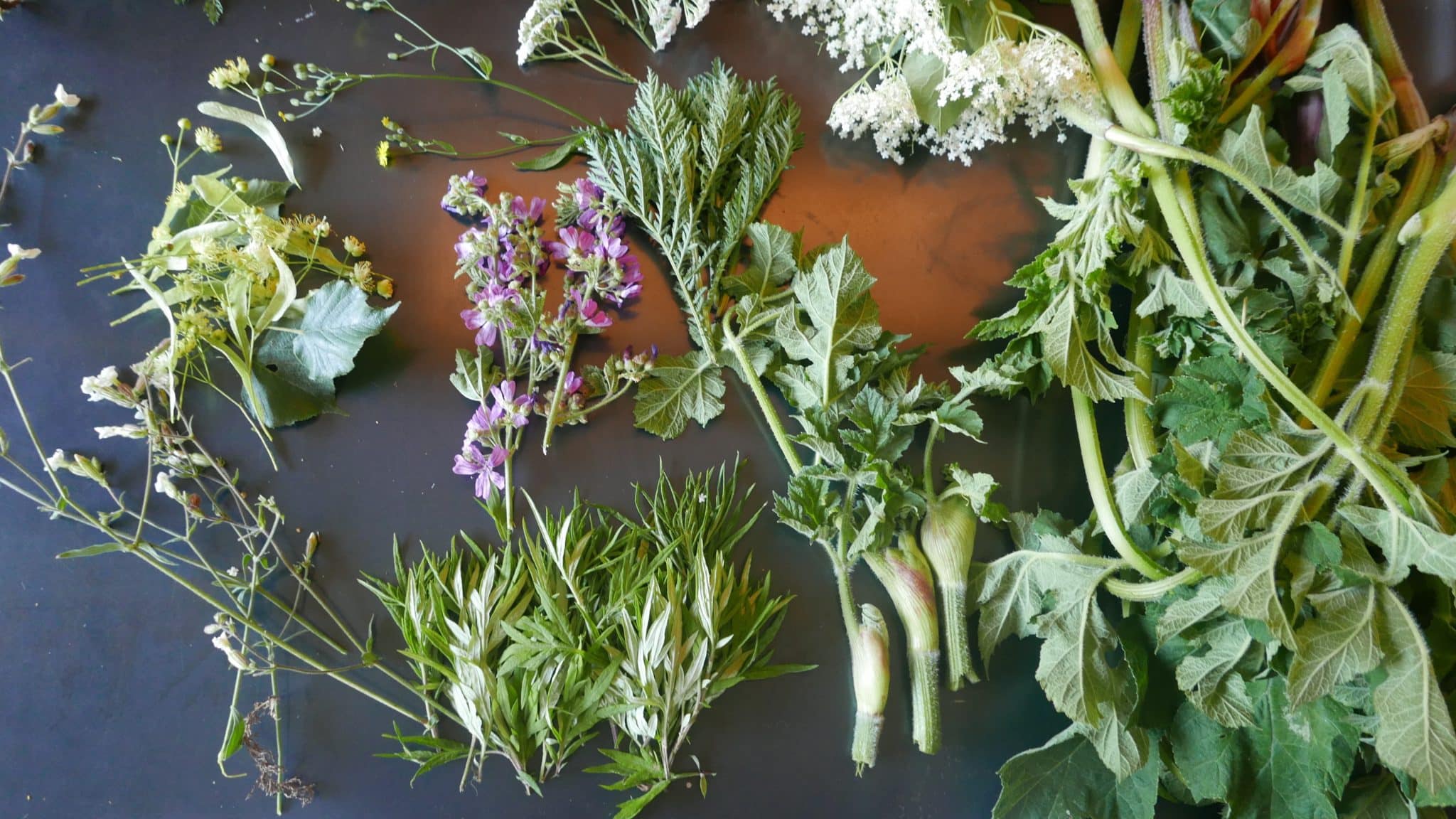 Mettons la cueillette sauvage à l'honneur lors de la Fête de la Nature ...
