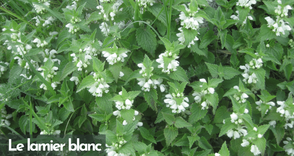 Vraies ou fausses orties ? - Le Chemin de la Nature