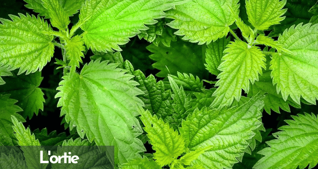 Vraies ou fausses orties ? - Le Chemin de la Nature