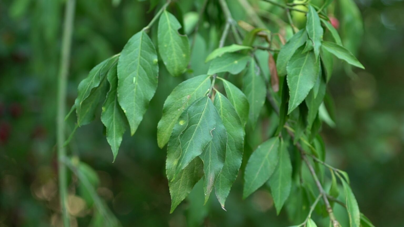 Le fusain : l'arbuste à dessin ! - Le Chemin de la Nature