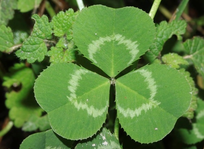 Trèfle blanc ou trèfle des prés ? - Le Chemin de la Nature