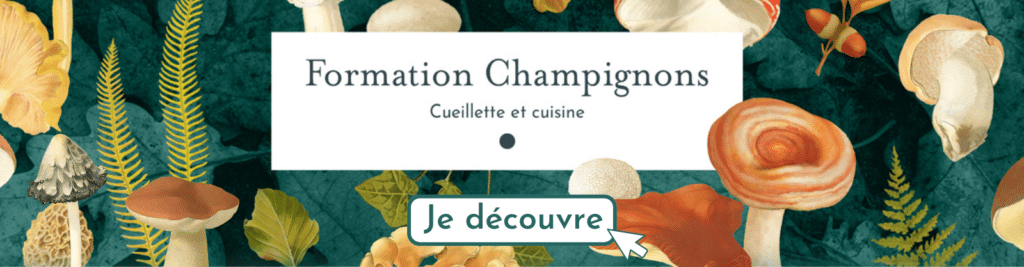 Oreille-de-Judas : un champignon noir comestible - Le Chemin de la Nature