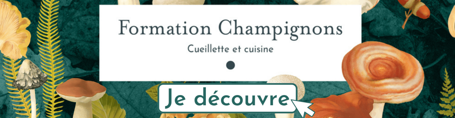 Tout sur les bolets et les cèpes - Le Chemin de la Nature
