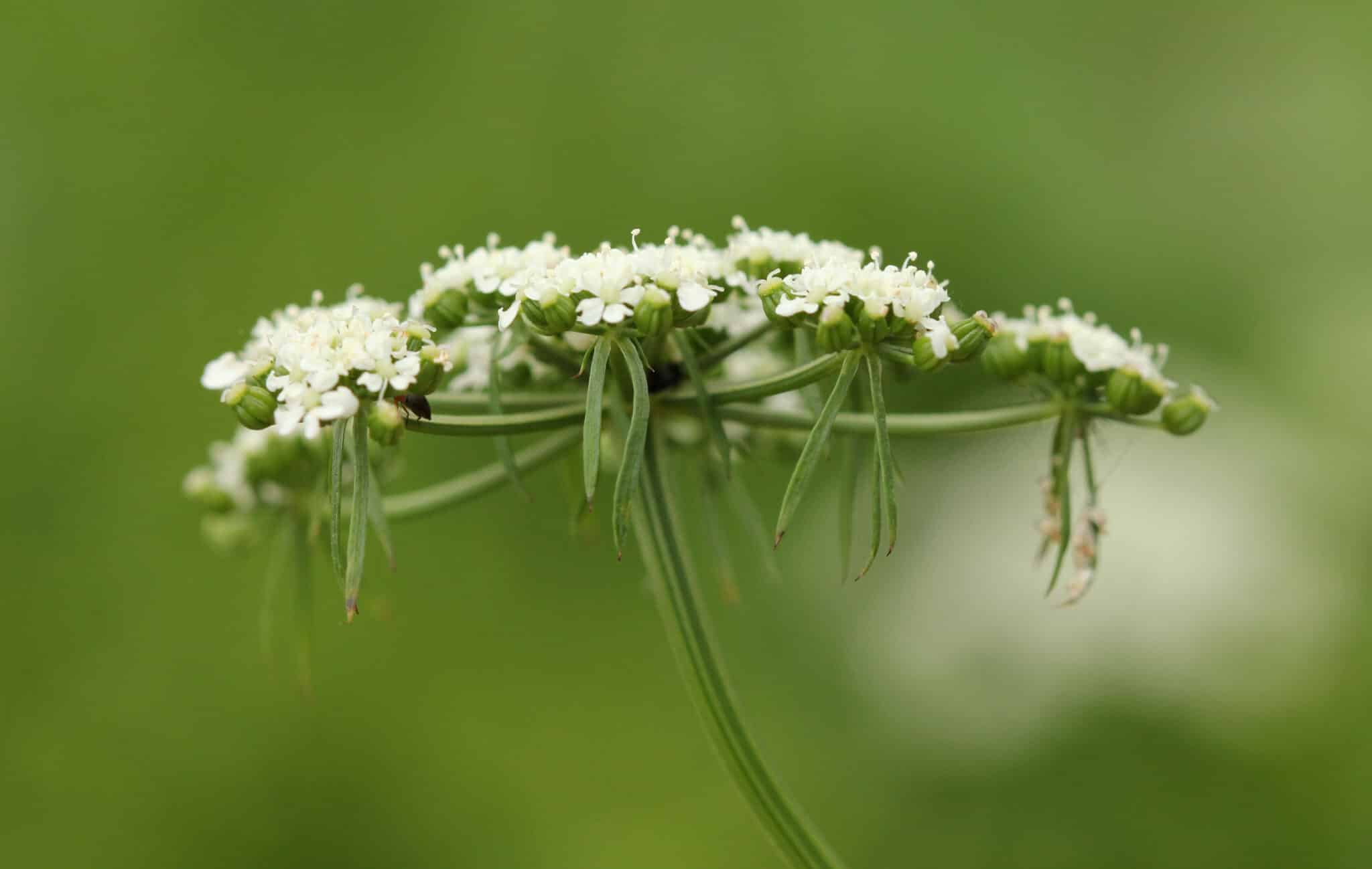 Tout sur les ciguës… les Ombellifères, famille qui peut tuer ! - Le ...