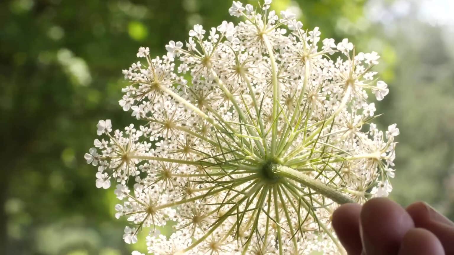Tout sur les ciguës… les Ombellifères, famille qui peut tuer ! - Le ...