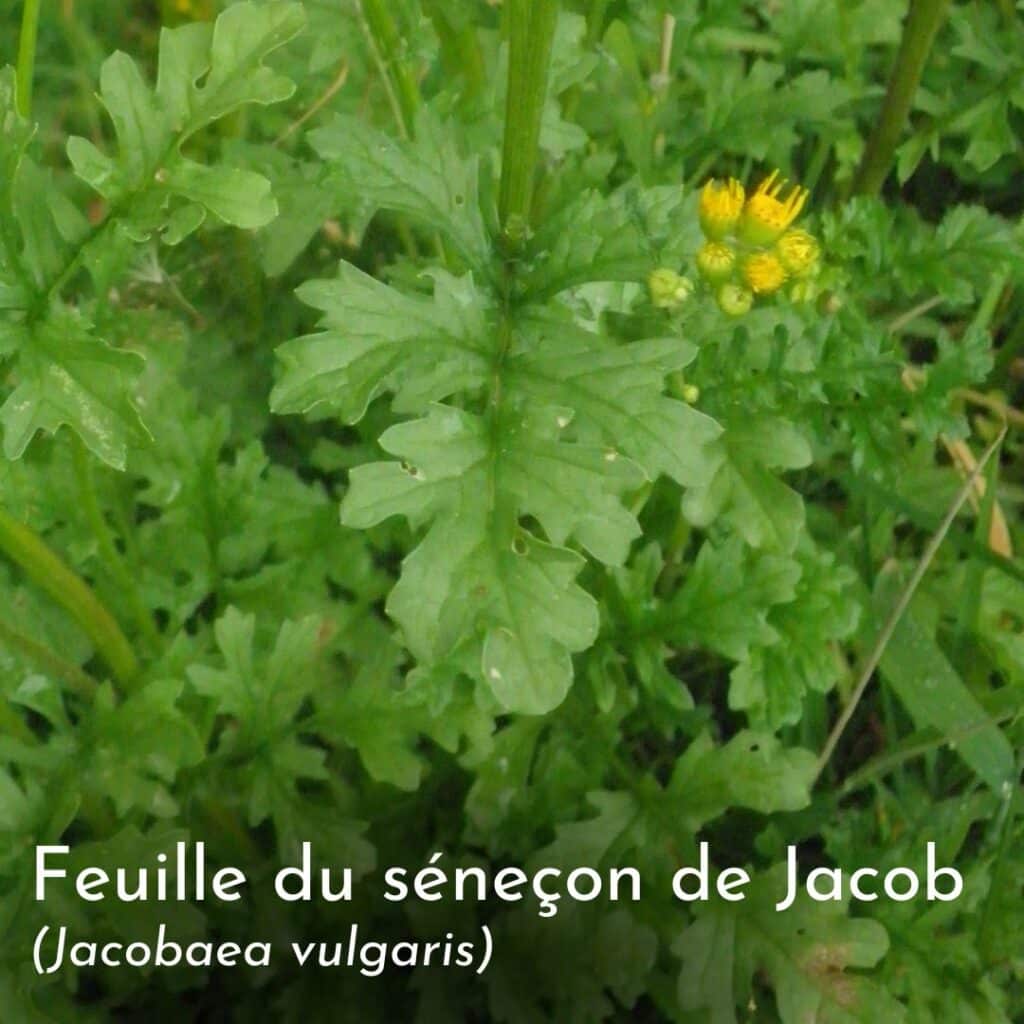 Sitemapcdatahttpsfoowindecoocomplante Ressemblant Au Senecon