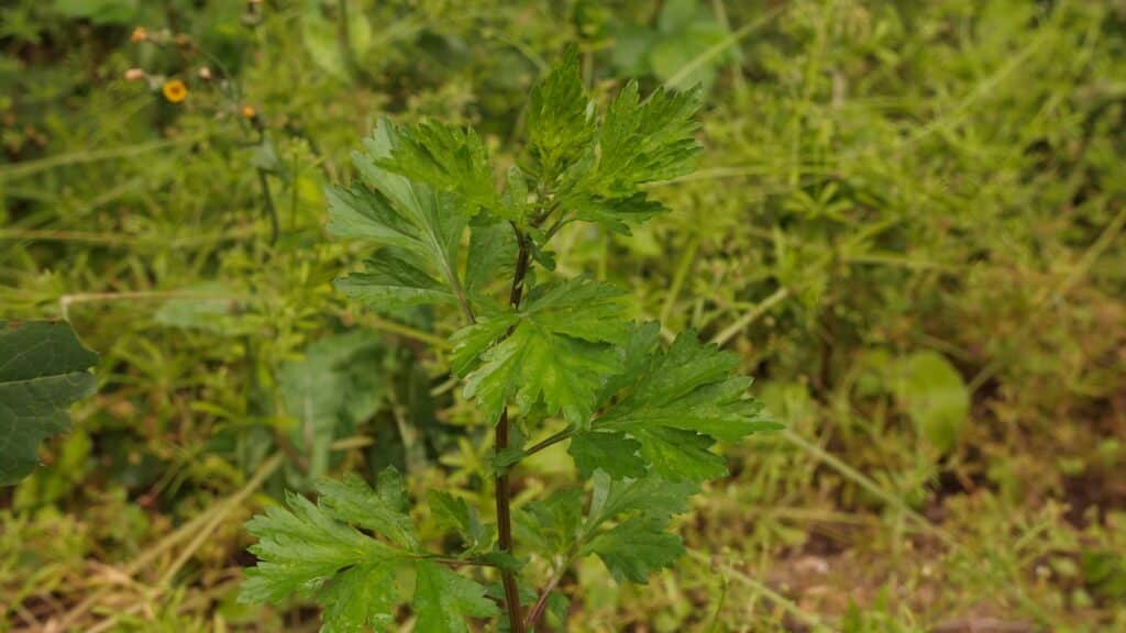 Le top 5 des plantes sauvages riches en protéines - Le Chemin de la Nature