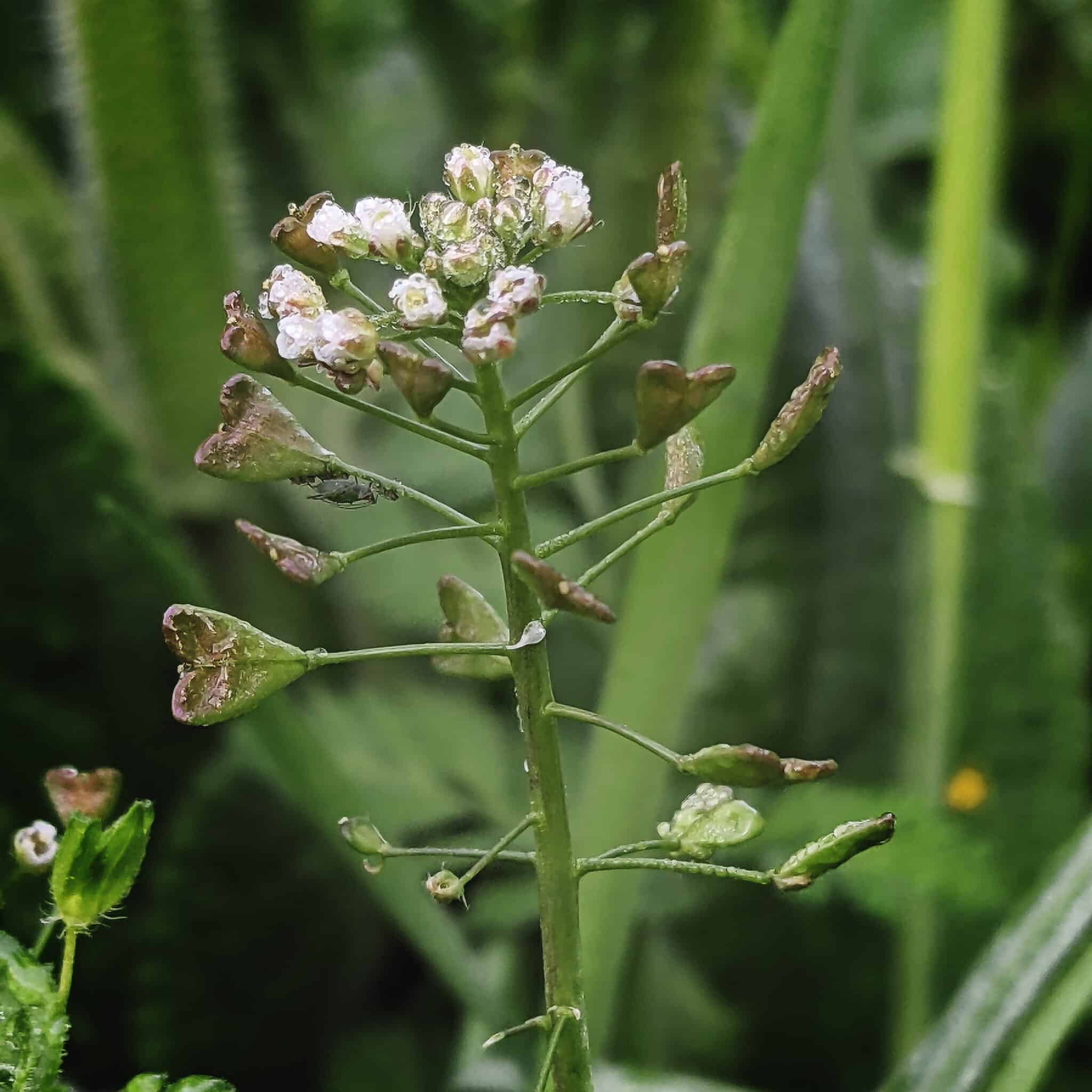 Le top 5 des plantes sauvages riches en protéines - Le Chemin de la Nature