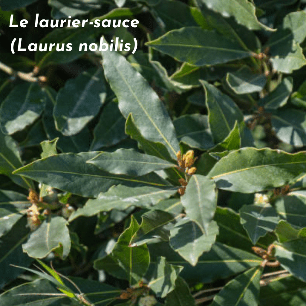 Le laurier-cerise : un arbre méconnu aux vertus et dangers insoupçonnés ...