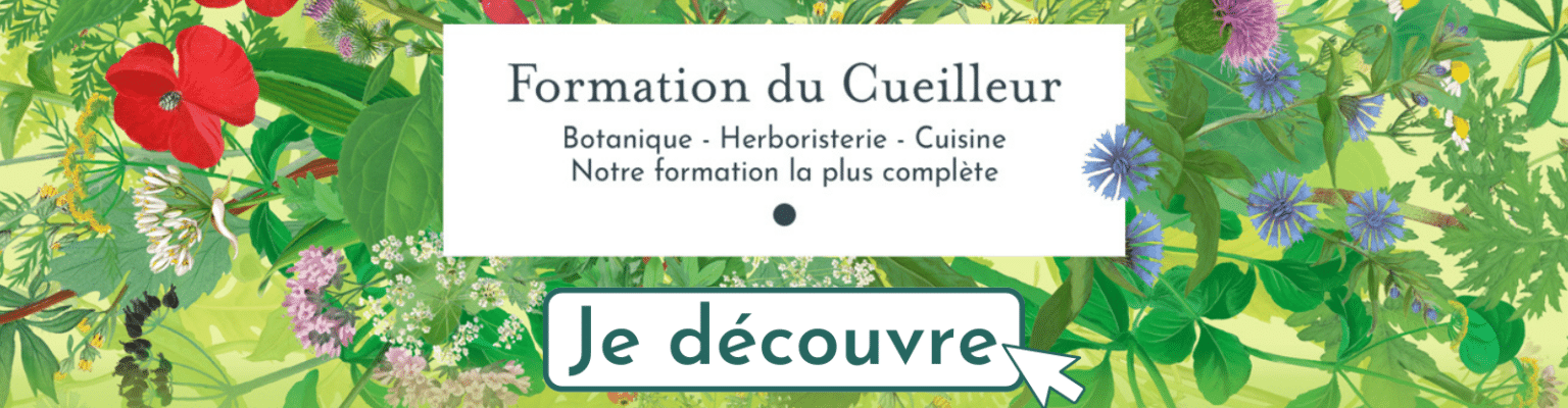 Des fruits simples et généreux : les cenelles de l’aubépine - Le Chemin ...