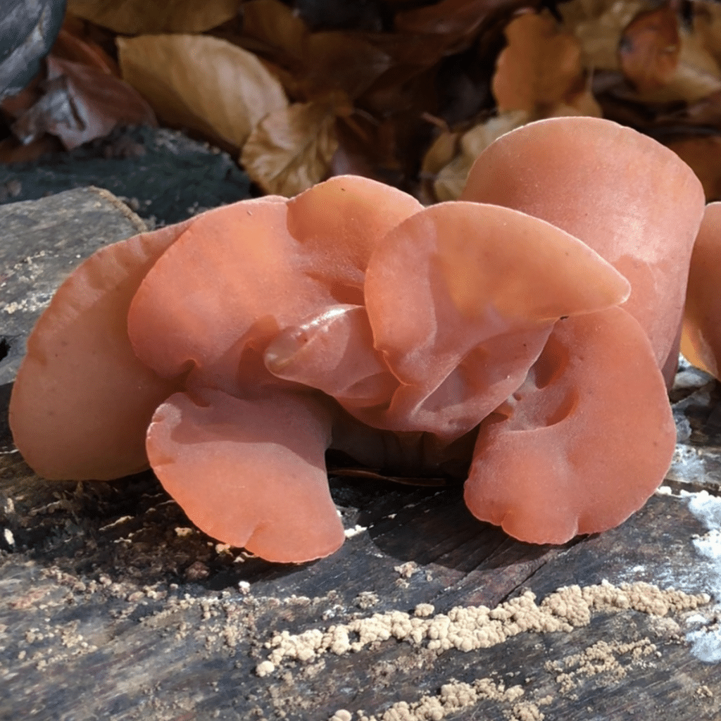 Oreille-de-Judas : un champignon noir comestible - Le Chemin de la Nature