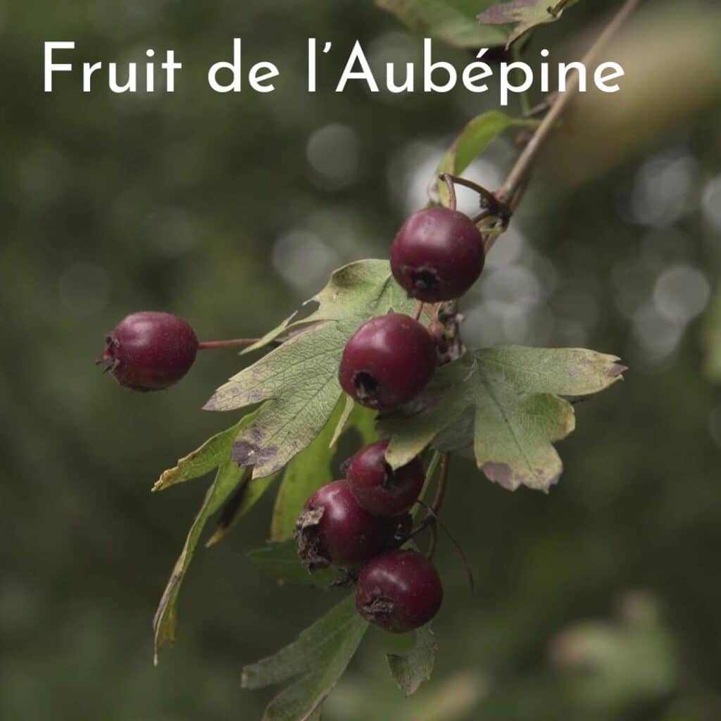 Des fruits simples et généreux : les cenelles de l’aubépine - Le Chemin ...