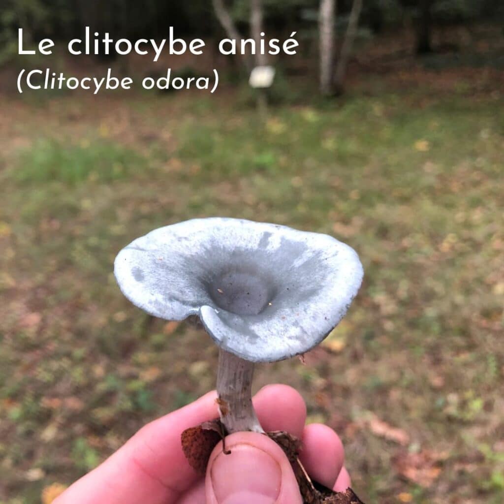 Le clitocybe anisé : du pastis dans nos forêts - Le Chemin de la Nature