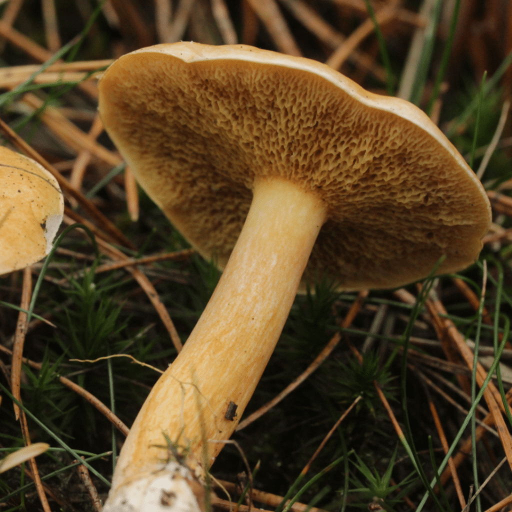 Le bolet des bouviers - Le Chemin de la Nature